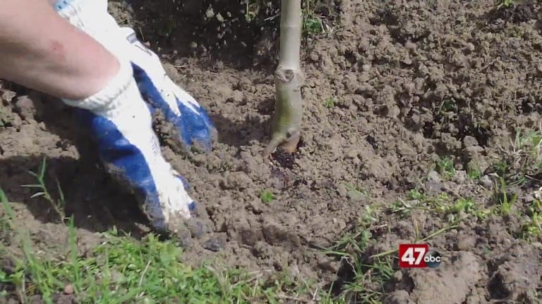 Delmarva Power, Arbor Day Foundation Giving Away 700 Trees - 47abc
