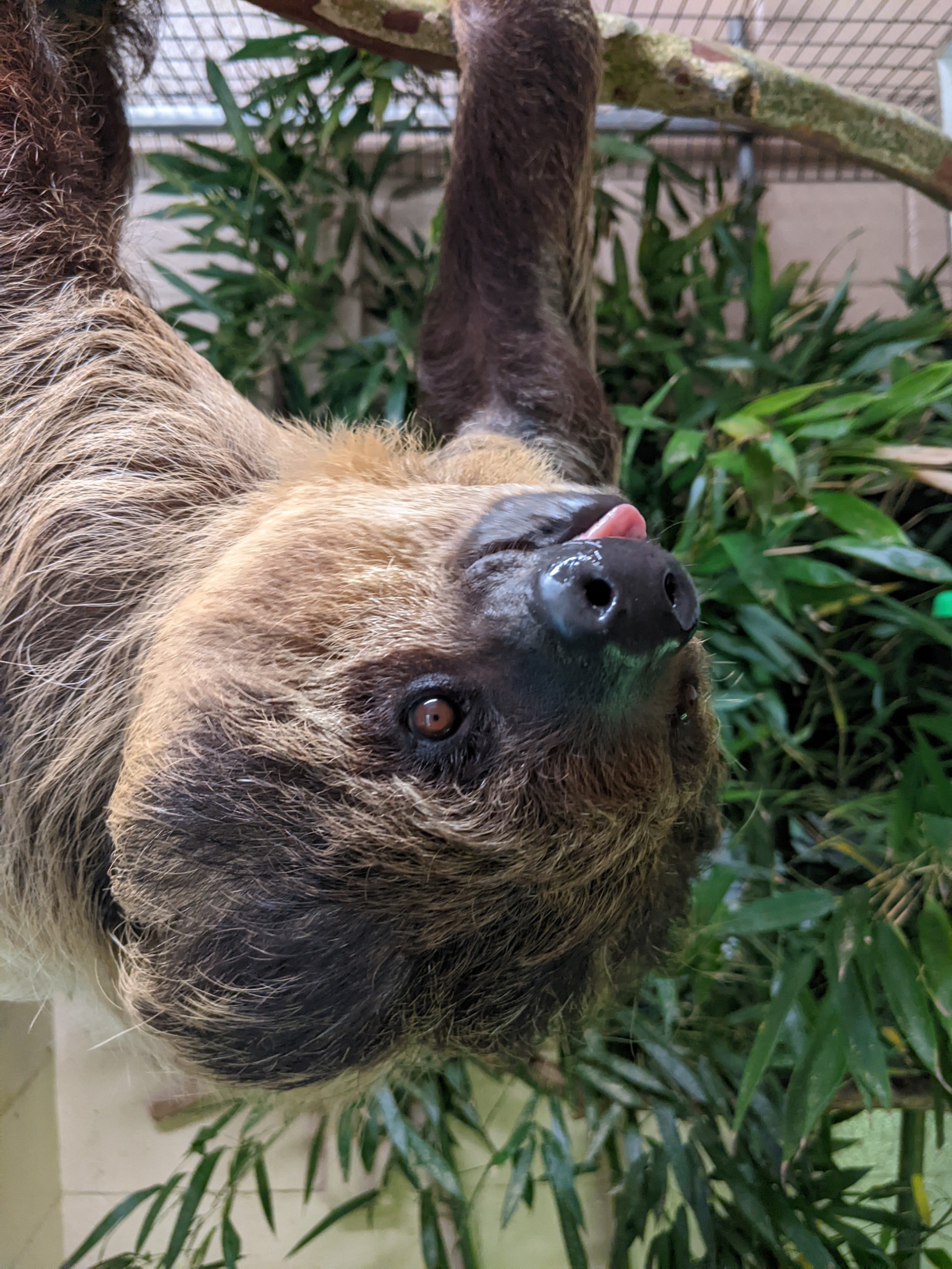 Salisbury Zoo acquires young two-toed sloth - 47abc