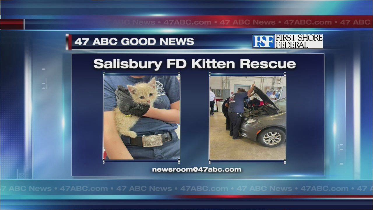 Salisbury fire crew rescues kitten - 47abc