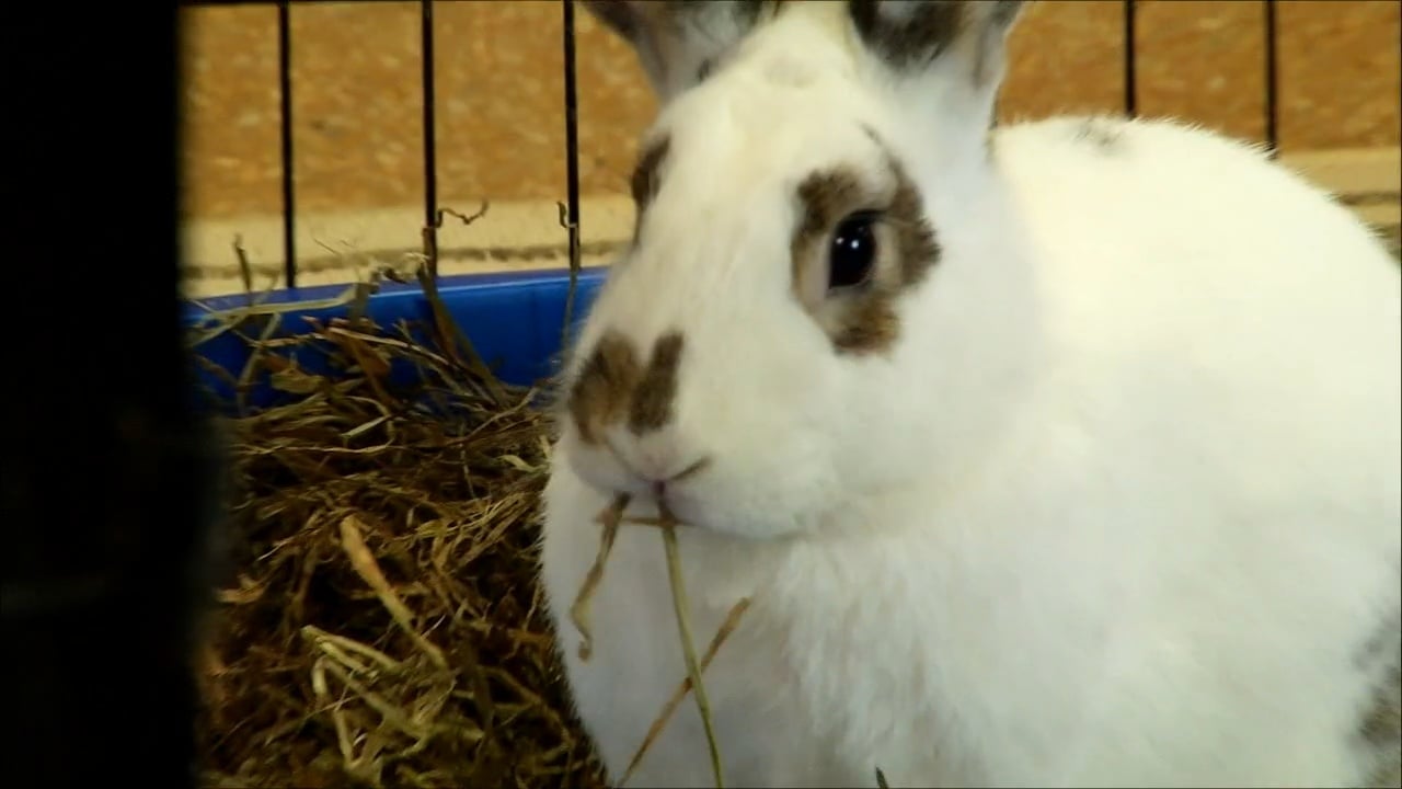 Pets on the Plaza: Meet Roo - 47abc