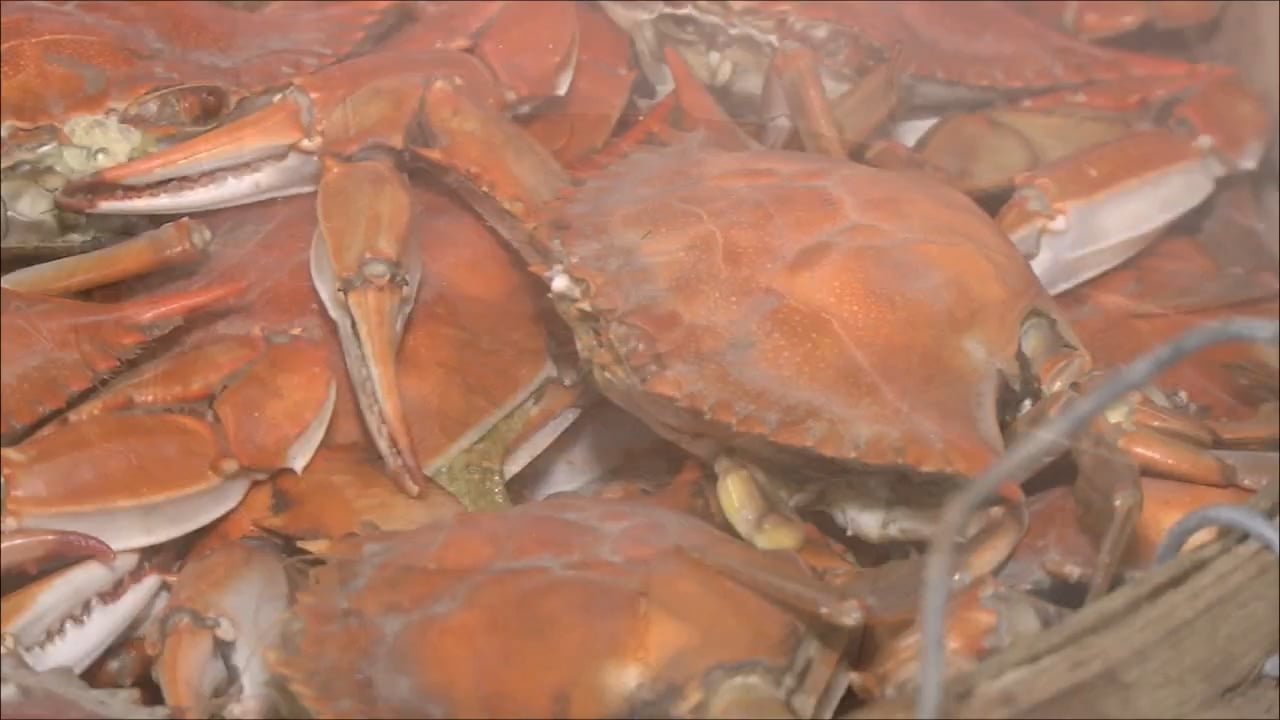 The Red Roost opens for 2023 season, as owners hope for crab prices to ...