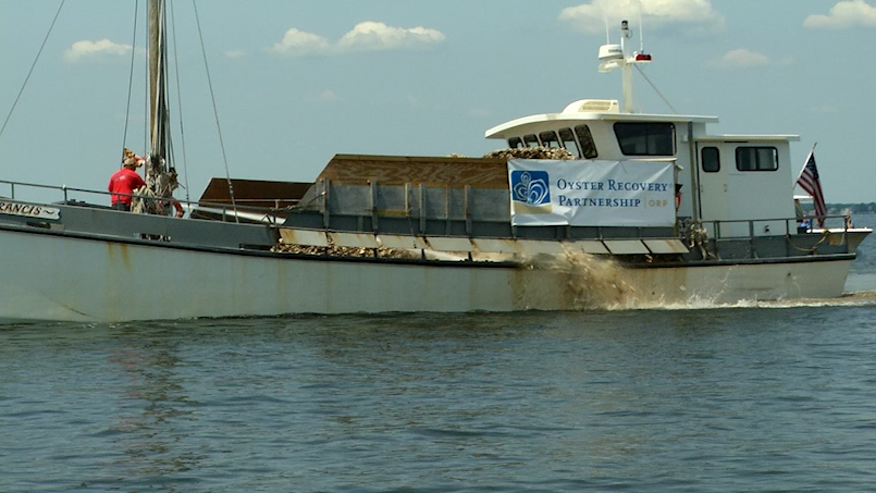 Operation Build-A-Reef plants 18 million oysters in Chesapeake Bay - 47abc