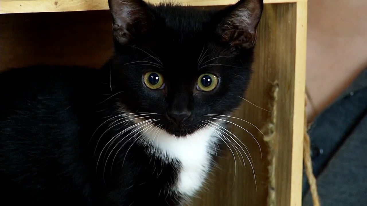 Pets on the Plaza: Meet Max, Tootsie, and Skyler - 47abc