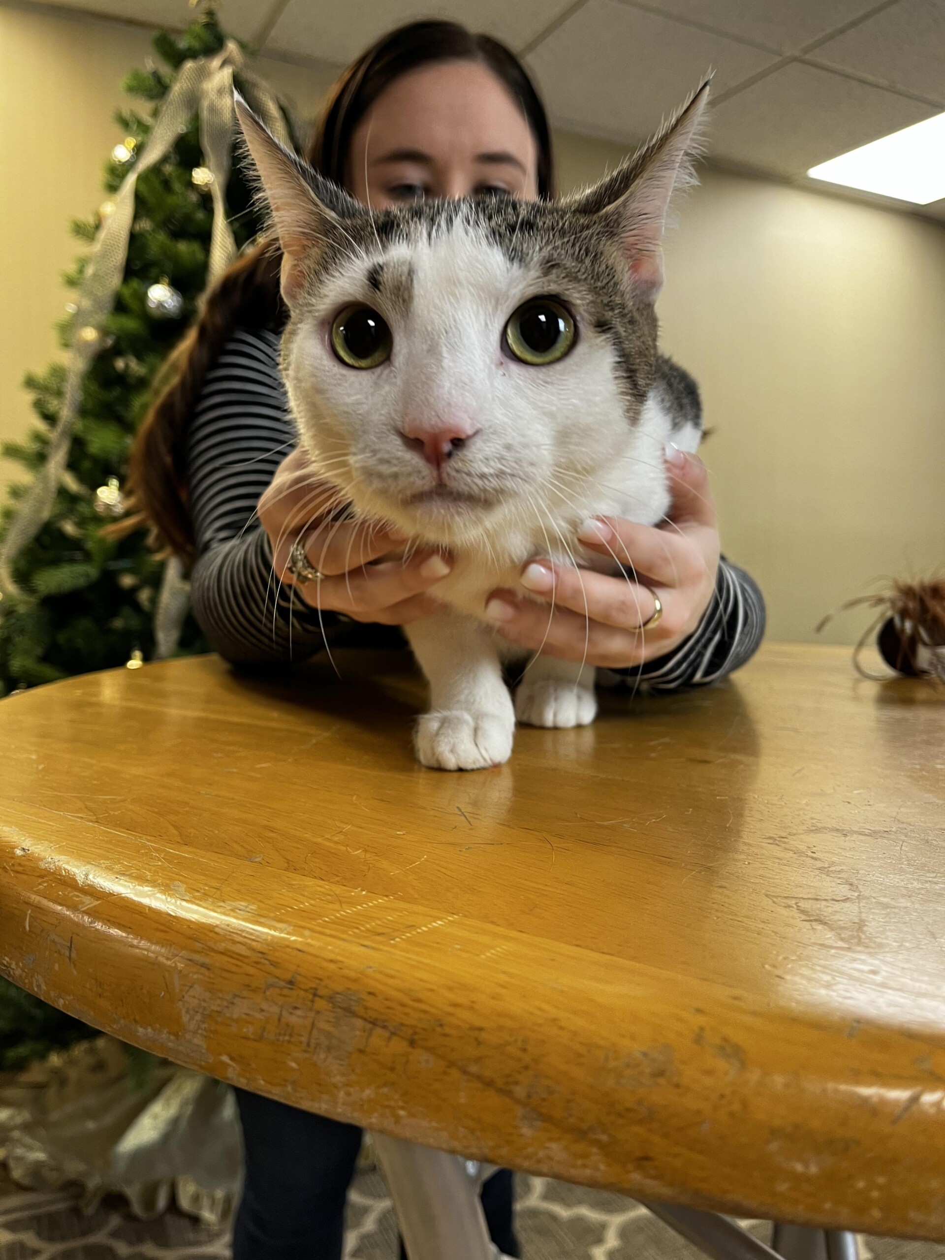 Pets on the Plaza: Meet Halibut - 47abc