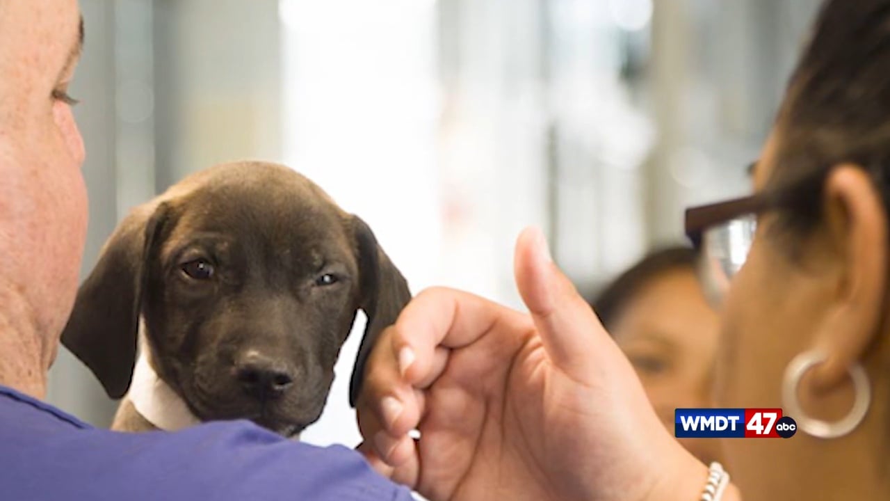 BVSCPA Mega-Adoption event hopes to see 2,500 dogs adopted - 47abc
