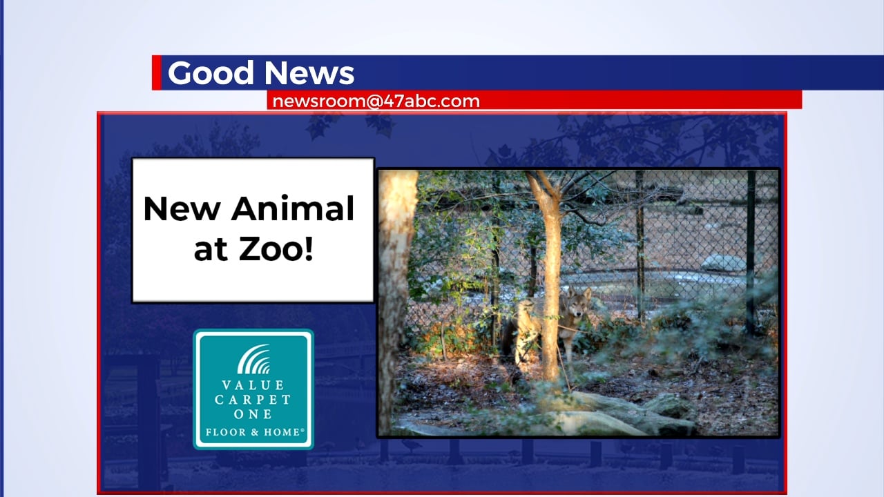 Salisbury Zoo welcomes new red wolf - 47abc