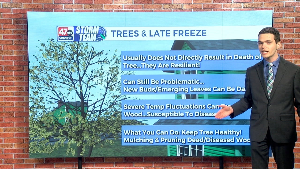 Weather Tidbits: Trees & Temperature Fluctuations - 47abc