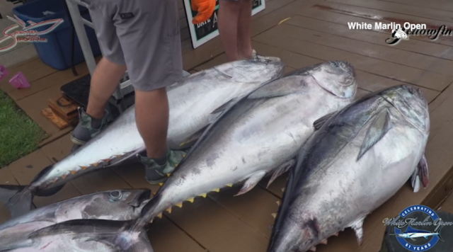 LIVE: The Latest on Leaderboards of 52nd annual White Marlin Open - 47abc