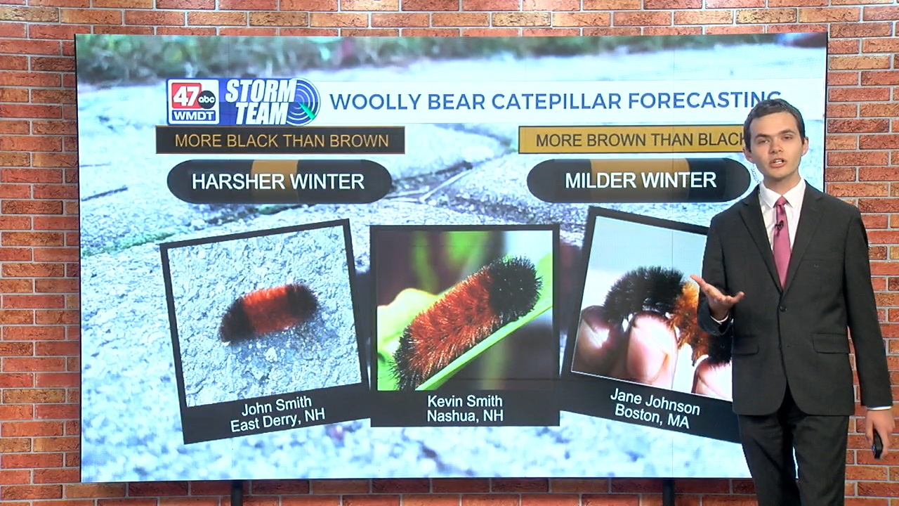 Weather Tidbits: Woolly Bear Caterpillar Folklore - 47abc