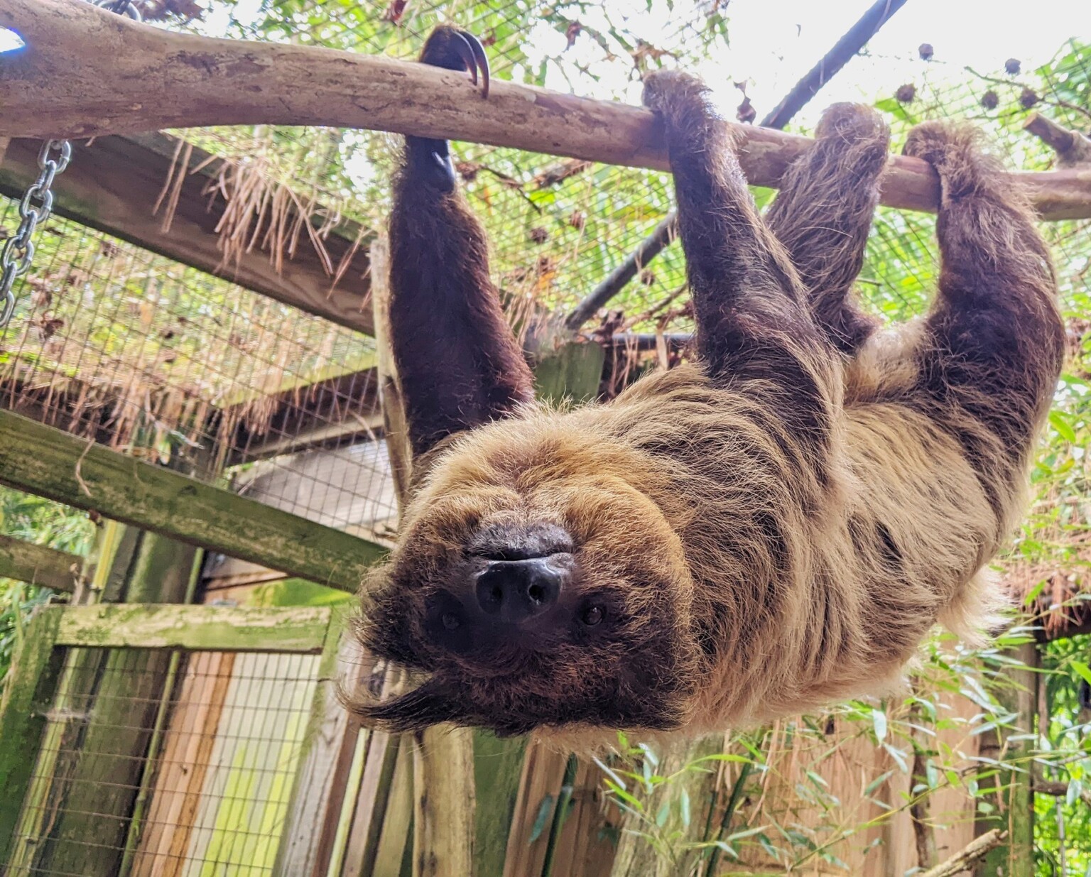 Salisbury Zoo mourns passing of sloth - 47abc