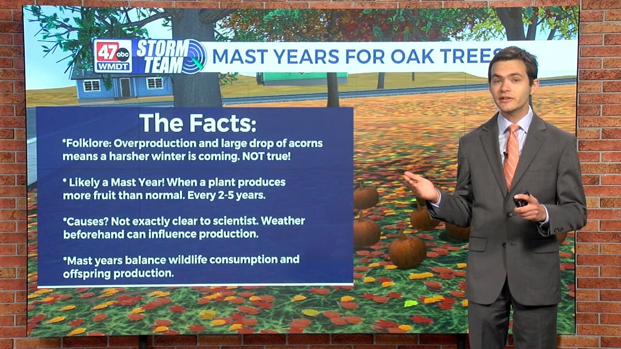 Weather Tidbits: Mast Years For Oak Trees - 47abc