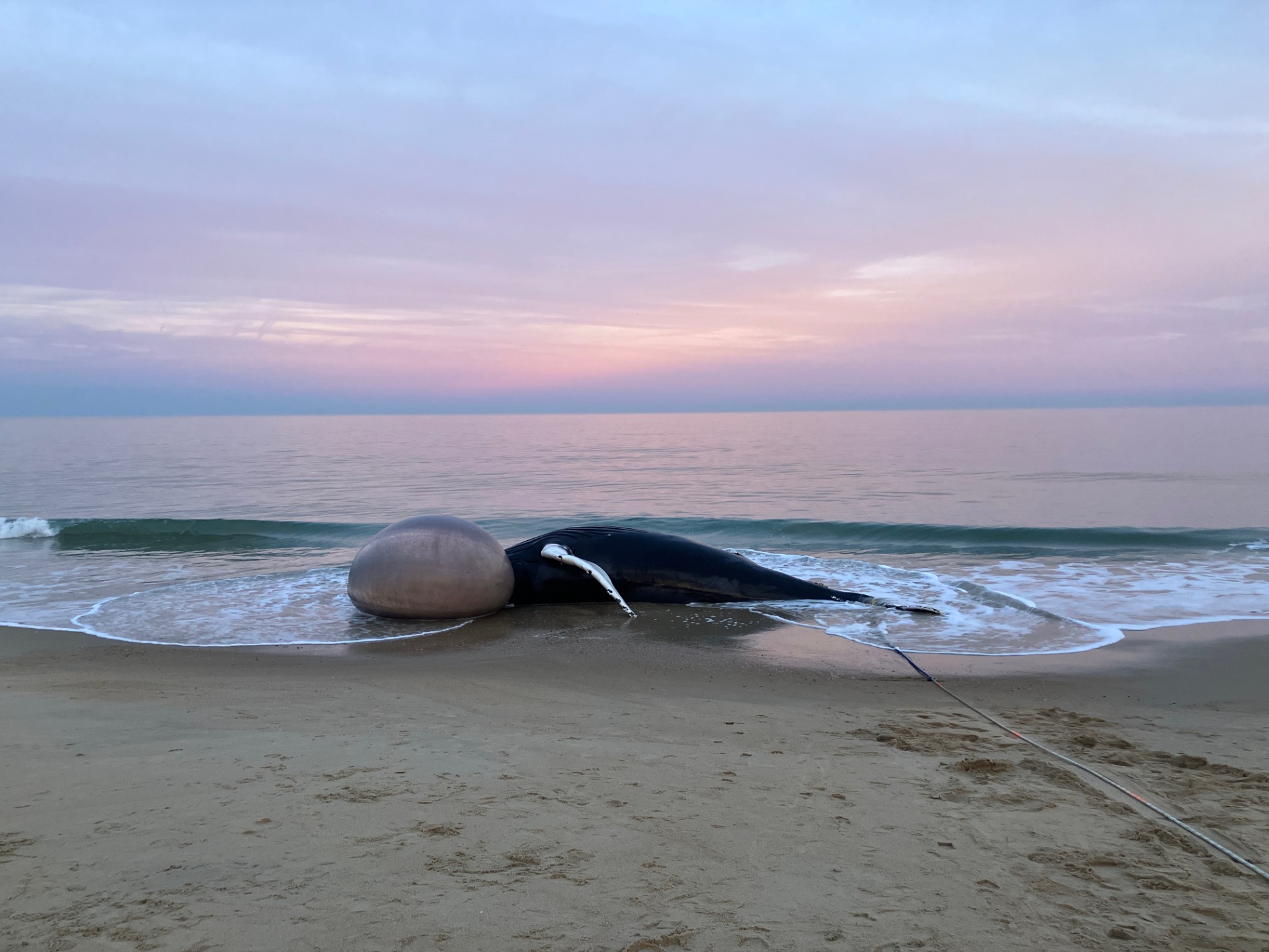 UPDATE: MERR Releases Details about Beached Whale in Bethany - 47abc