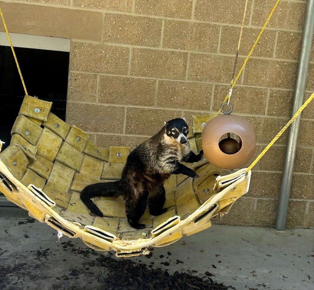Salisbury Zoo breaks ground on new Coati habitat - 47abc