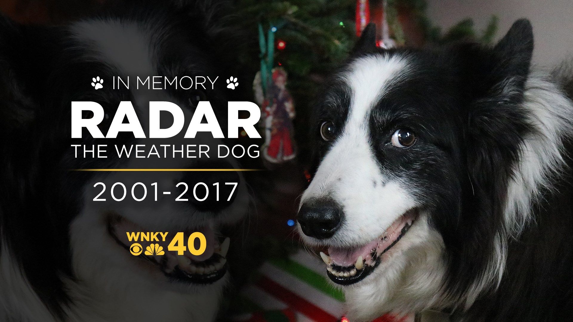 What Happened To Radar The Weather Dog