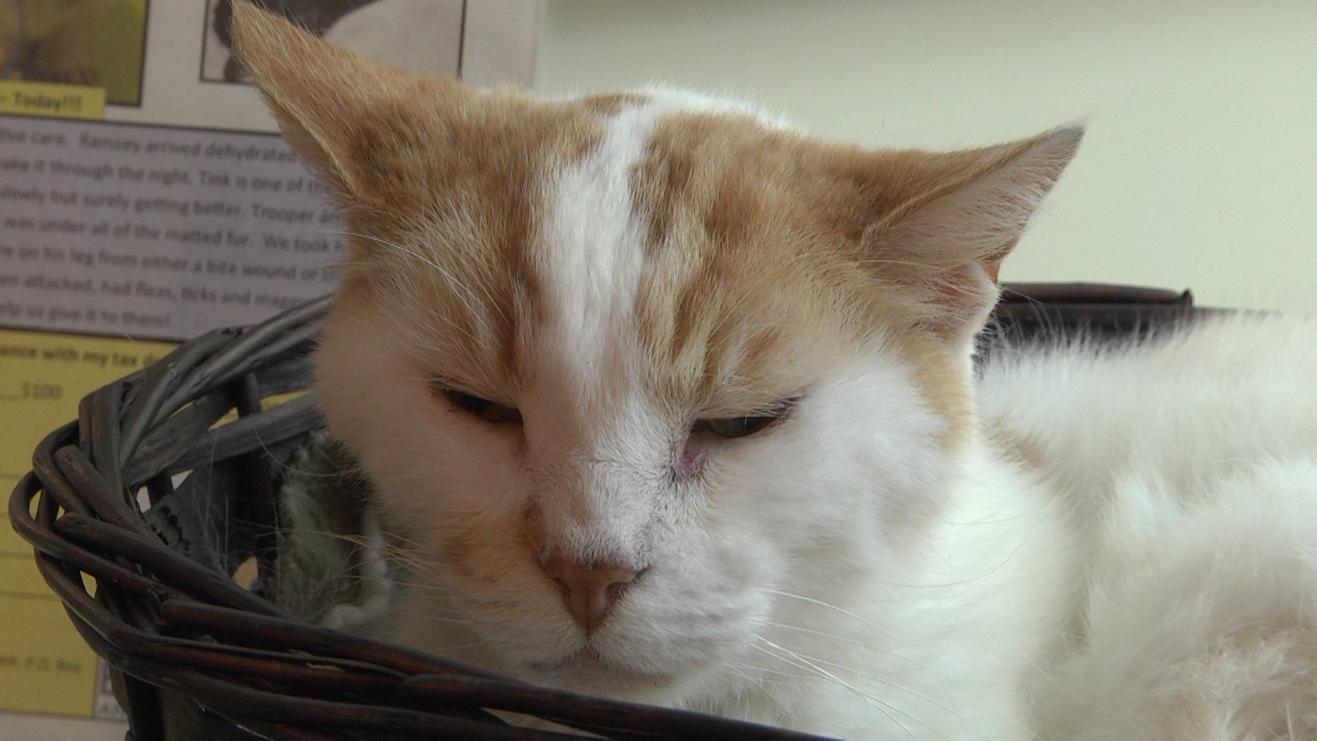 Cheddar the cat, a four-legged celebrity in Barren County, turns