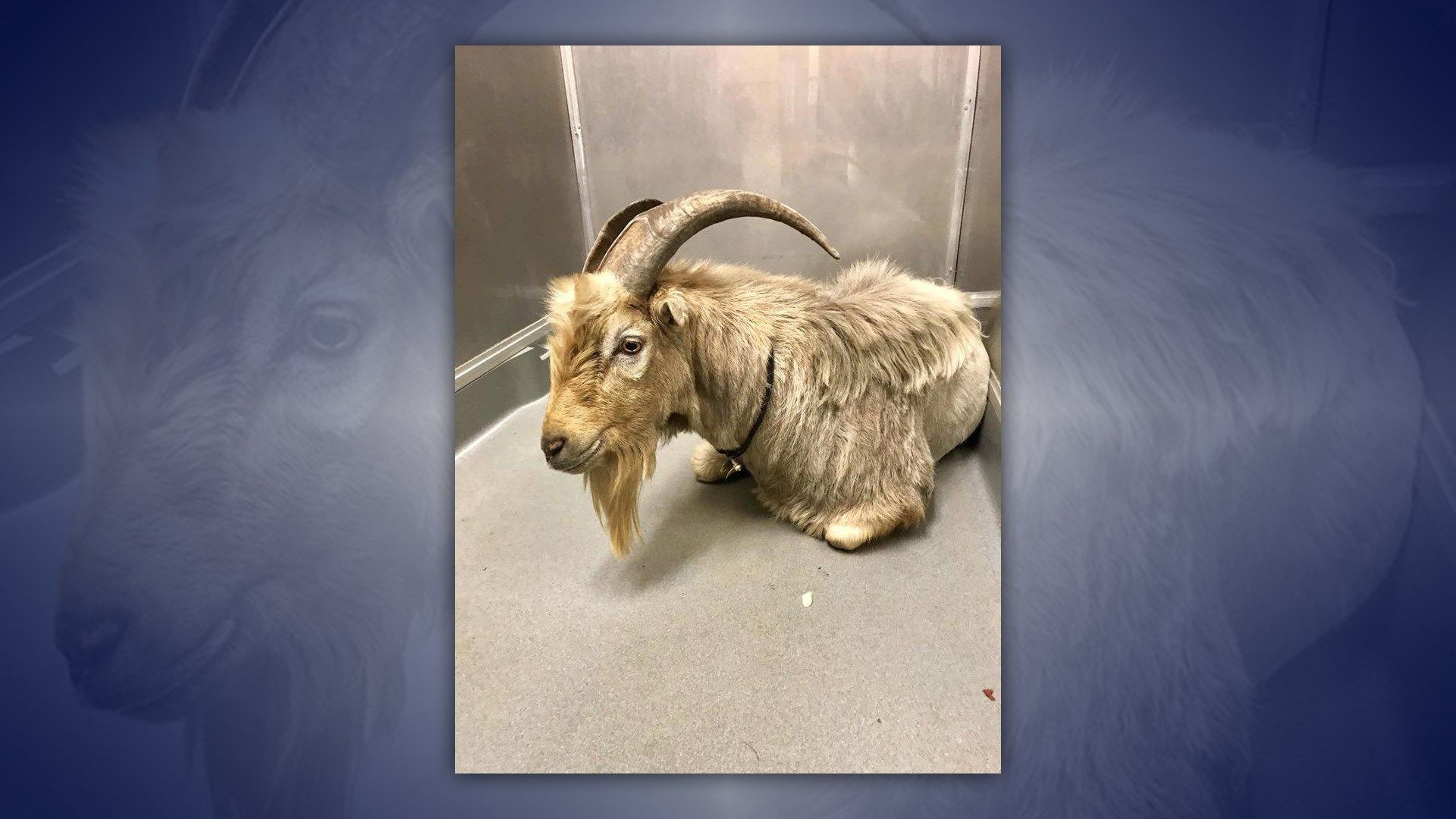 Famous I-65 goat injured in traffic accident