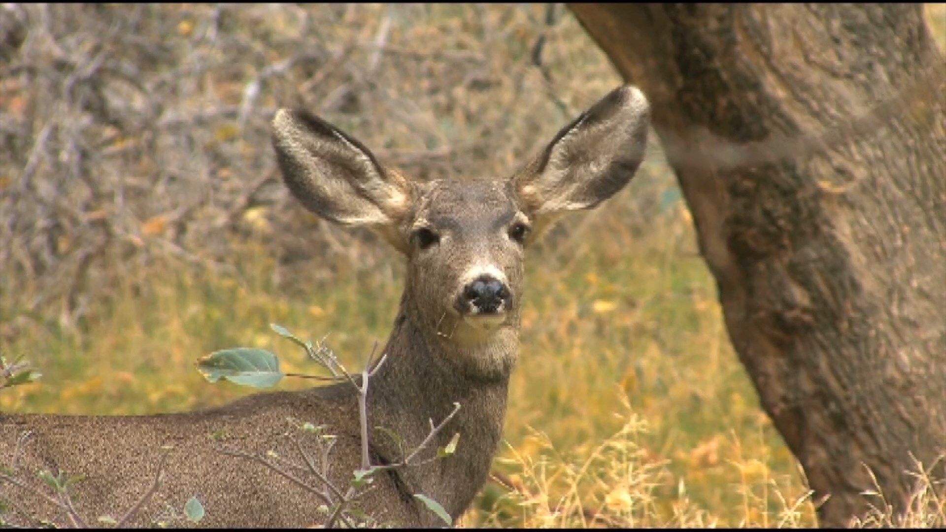 Motorists advised to be on the lookout for deer