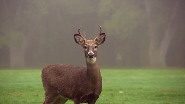 Record number of deer killed during Kentucky gun season - WNKY News 40 ...