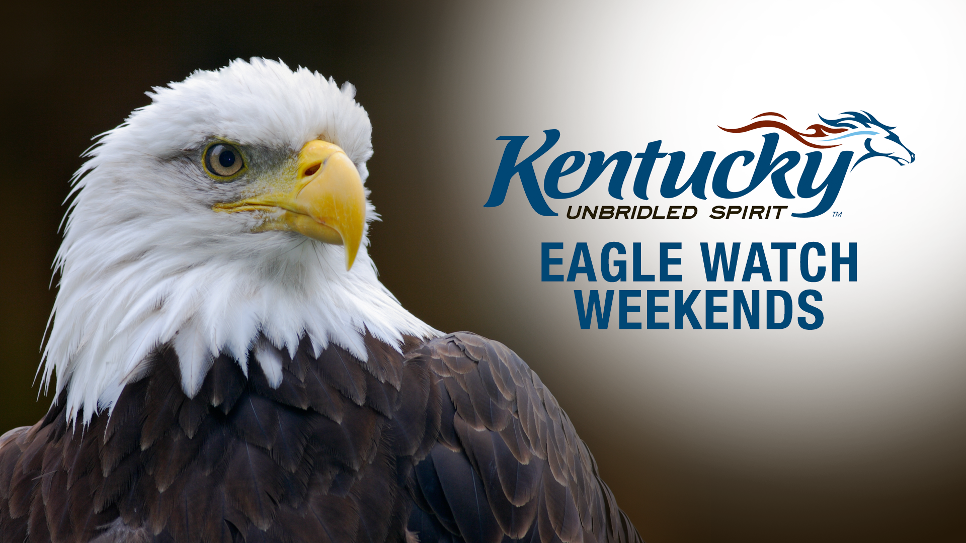 Eagle watching tours offered at 3 Kentucky parks - WNKY News 40 Television