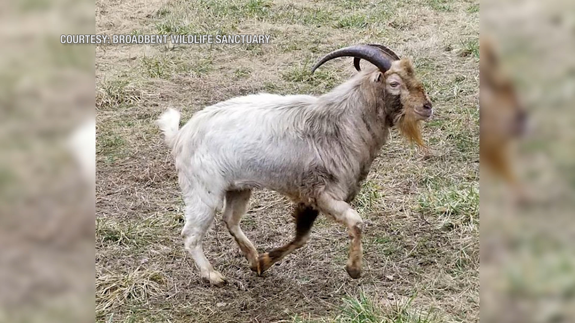 Famous I-65 goat moved to animal sanctuary in Meade County - WNKY News ...