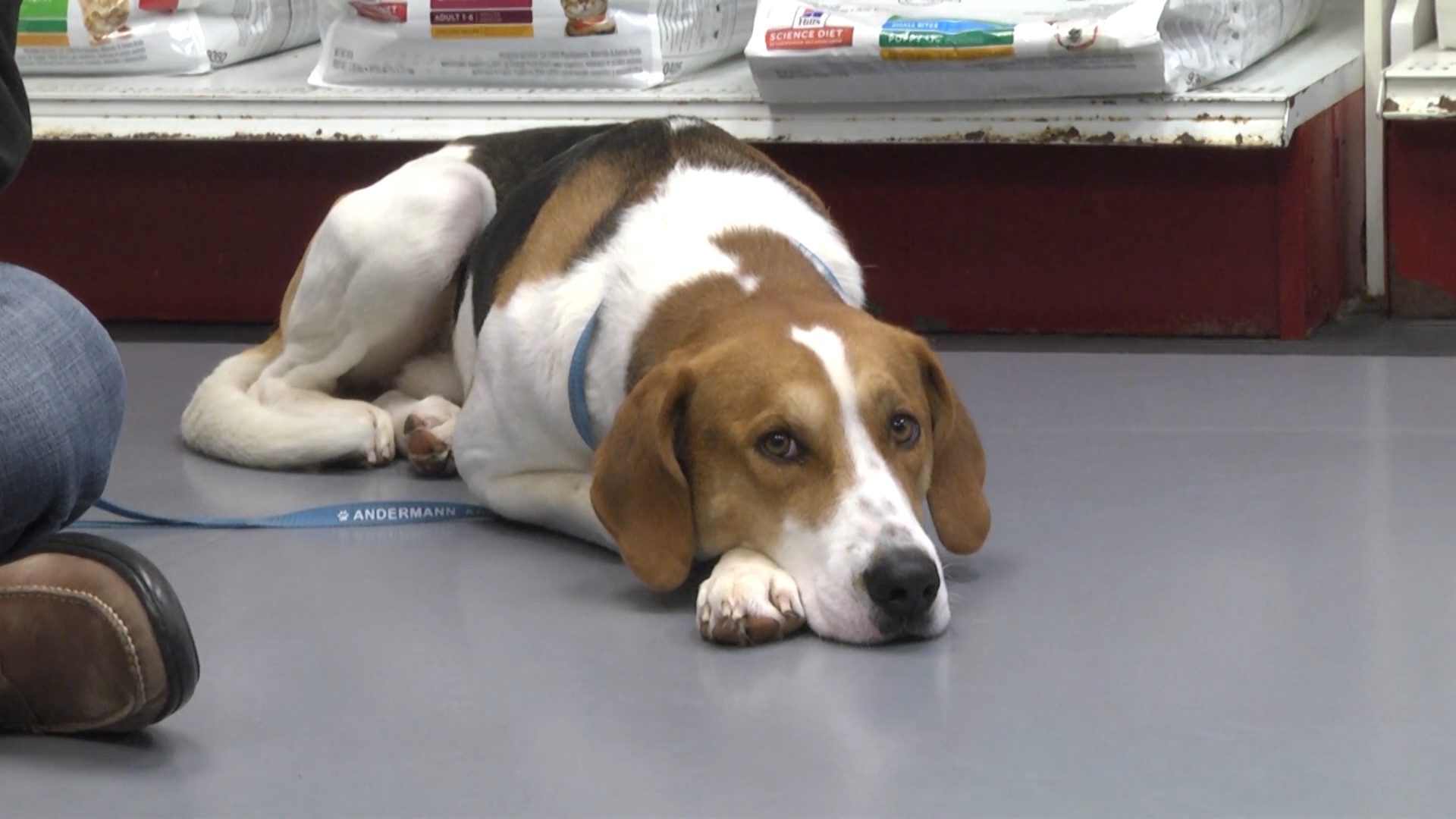 Pet of the Day - Henry - WNKY News 40 Television