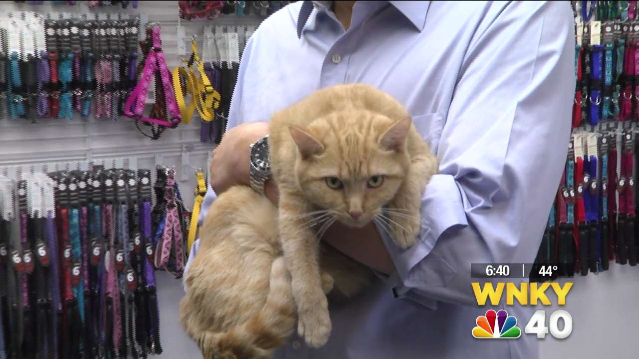 Pet of the Day - Lacey - WNKY News 40 Television