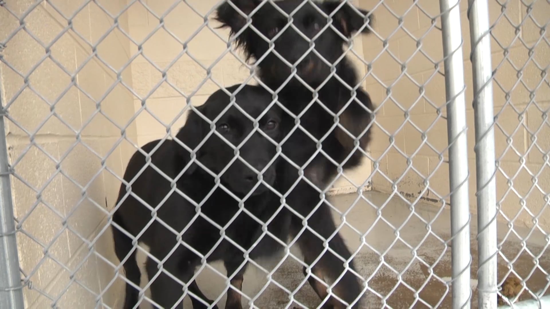 Bowling Green Warren County Humane Society working to locate lost and ...