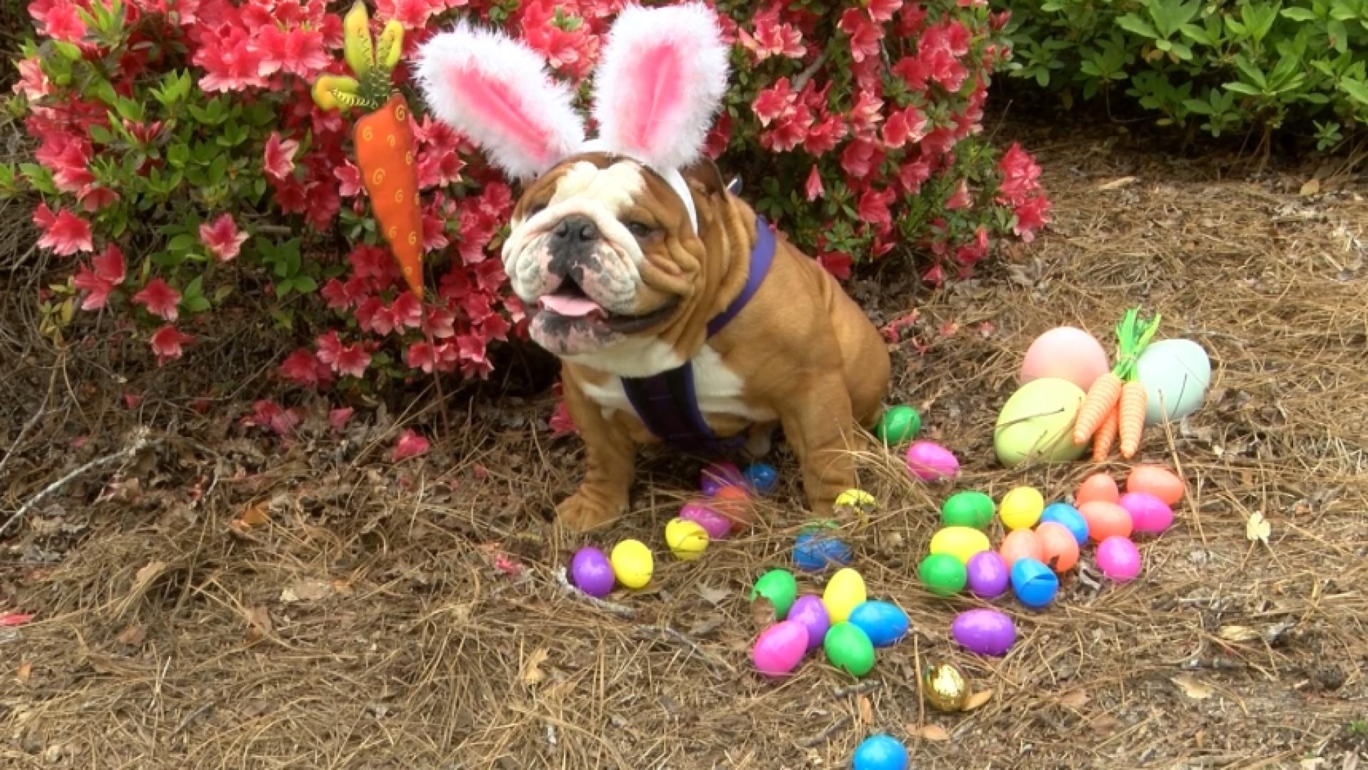 NC Dog wins national bunny contest - WNKY News 40 Television