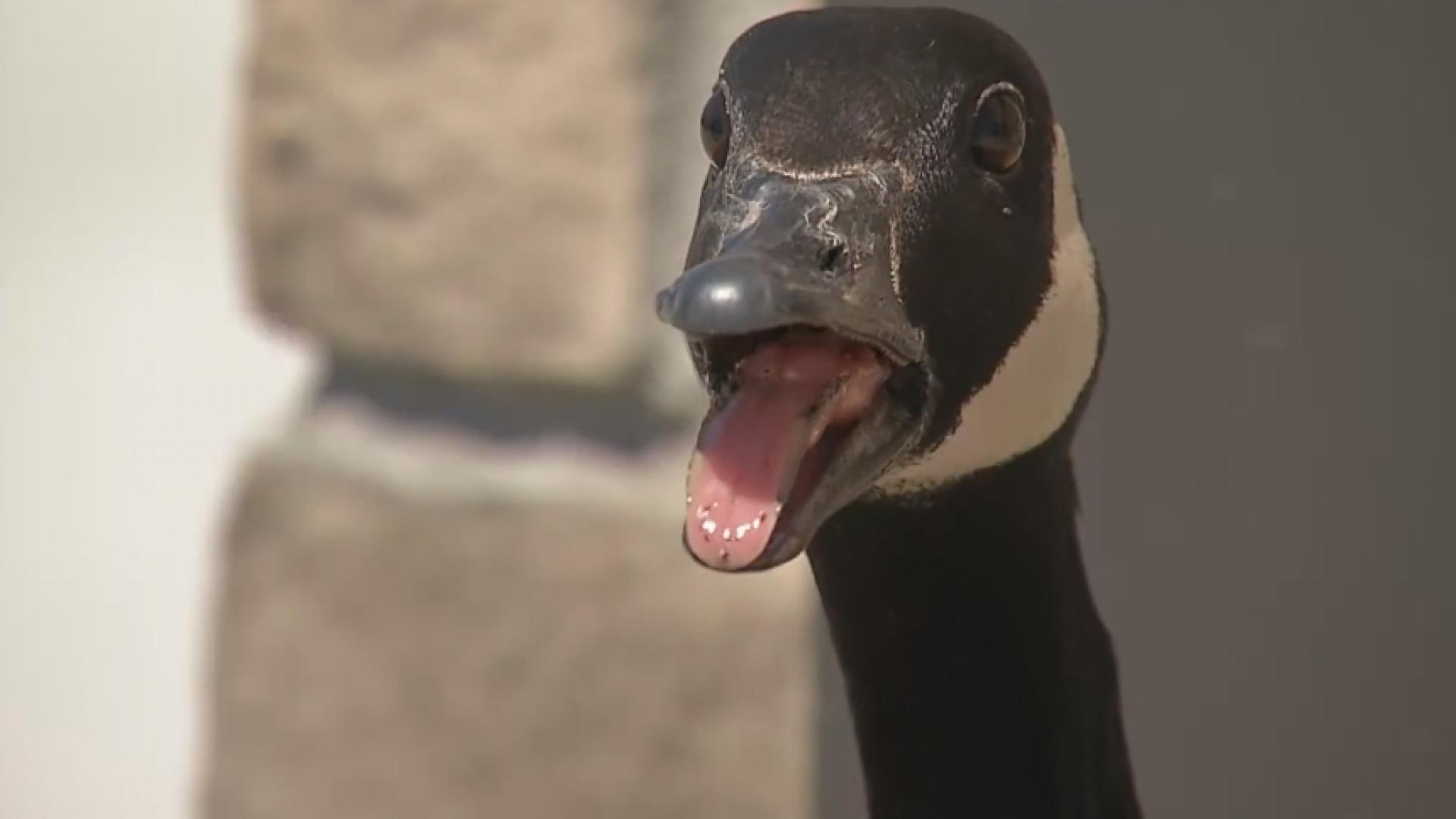 Caught on cam: goose killer busted - WNKY News 40 Television