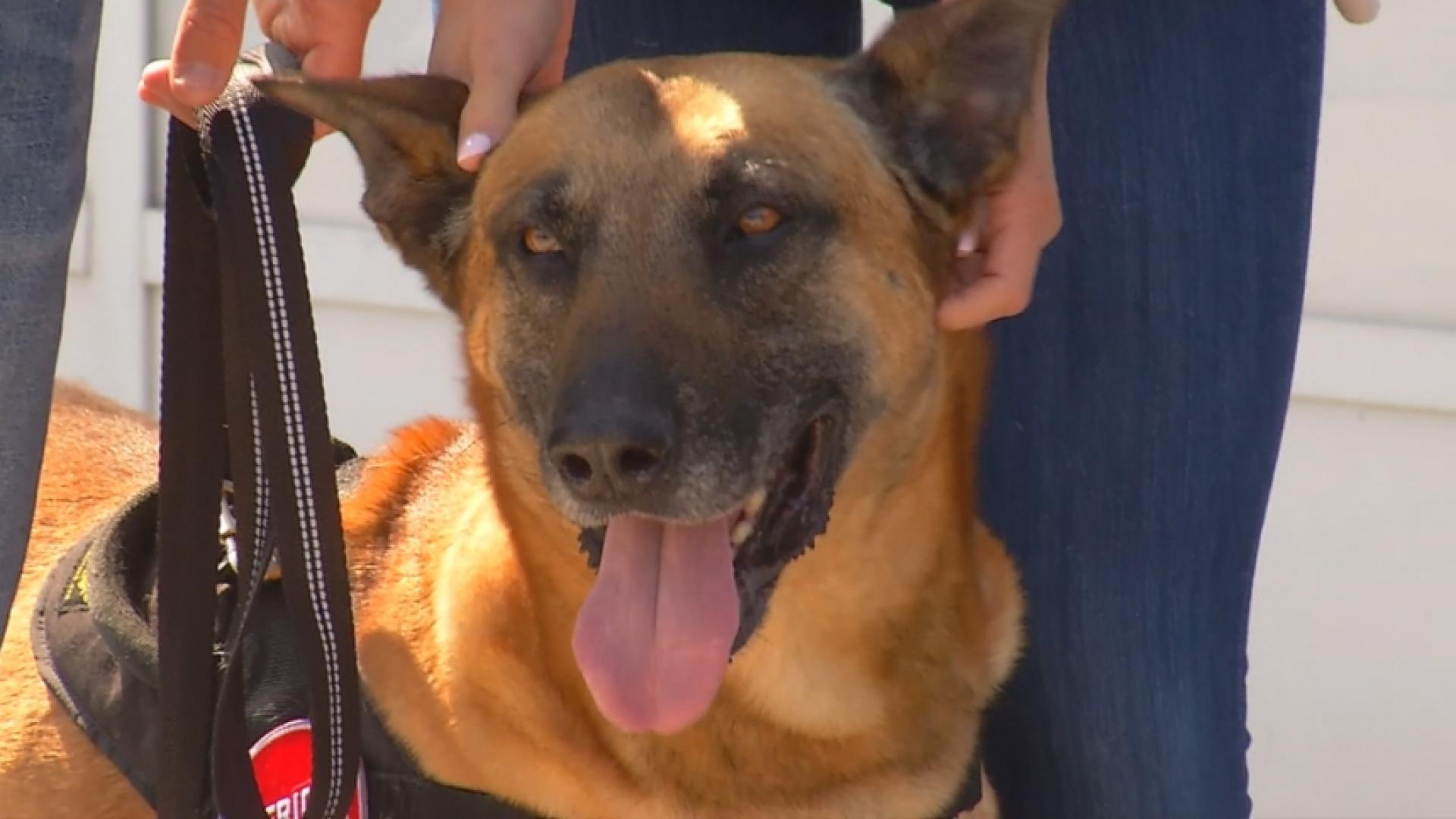 Retired marine K9 reunites with partner - WNKY News 40 Television
