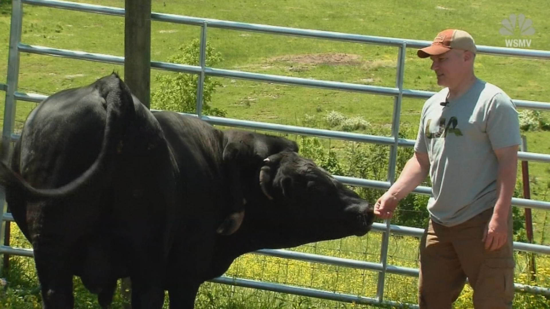 Angus the 6-legged bull - WNKY News 40 Television
