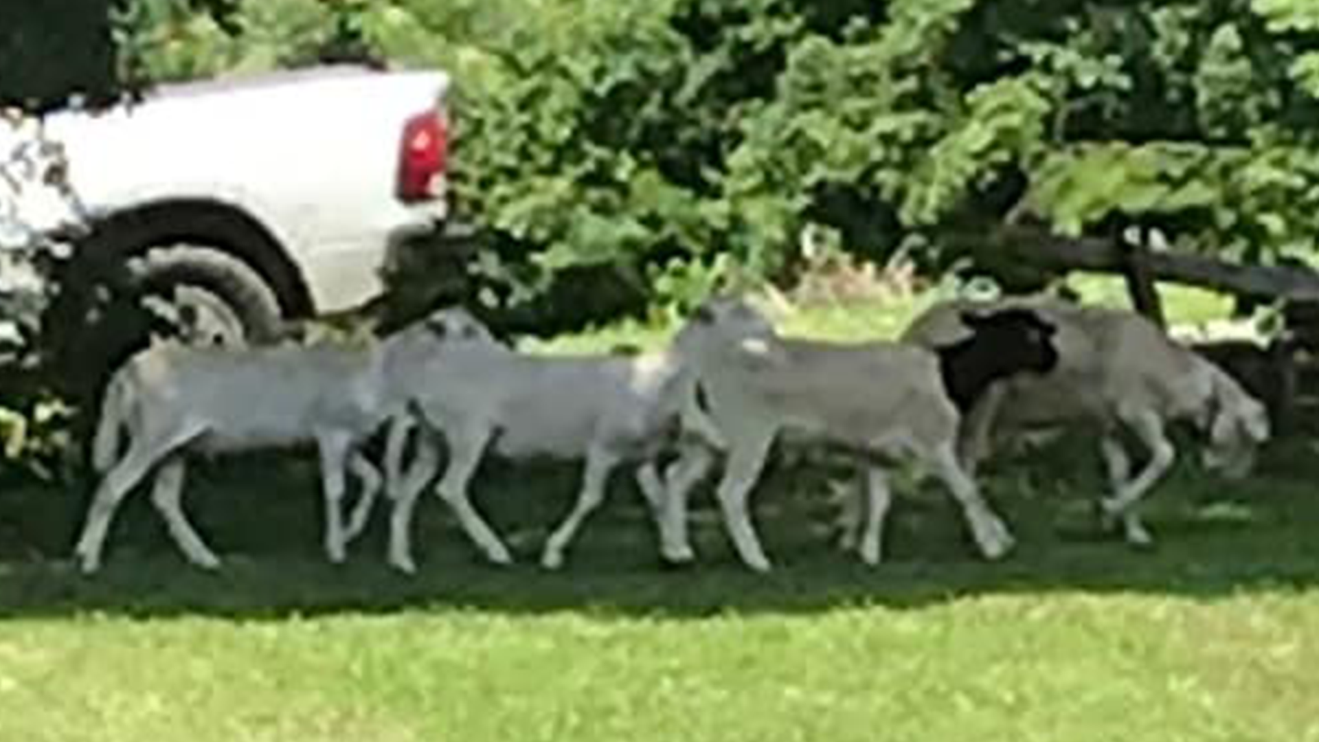 Lost sheep found at mobile home park in Simpson County - WNKY News 40 ...