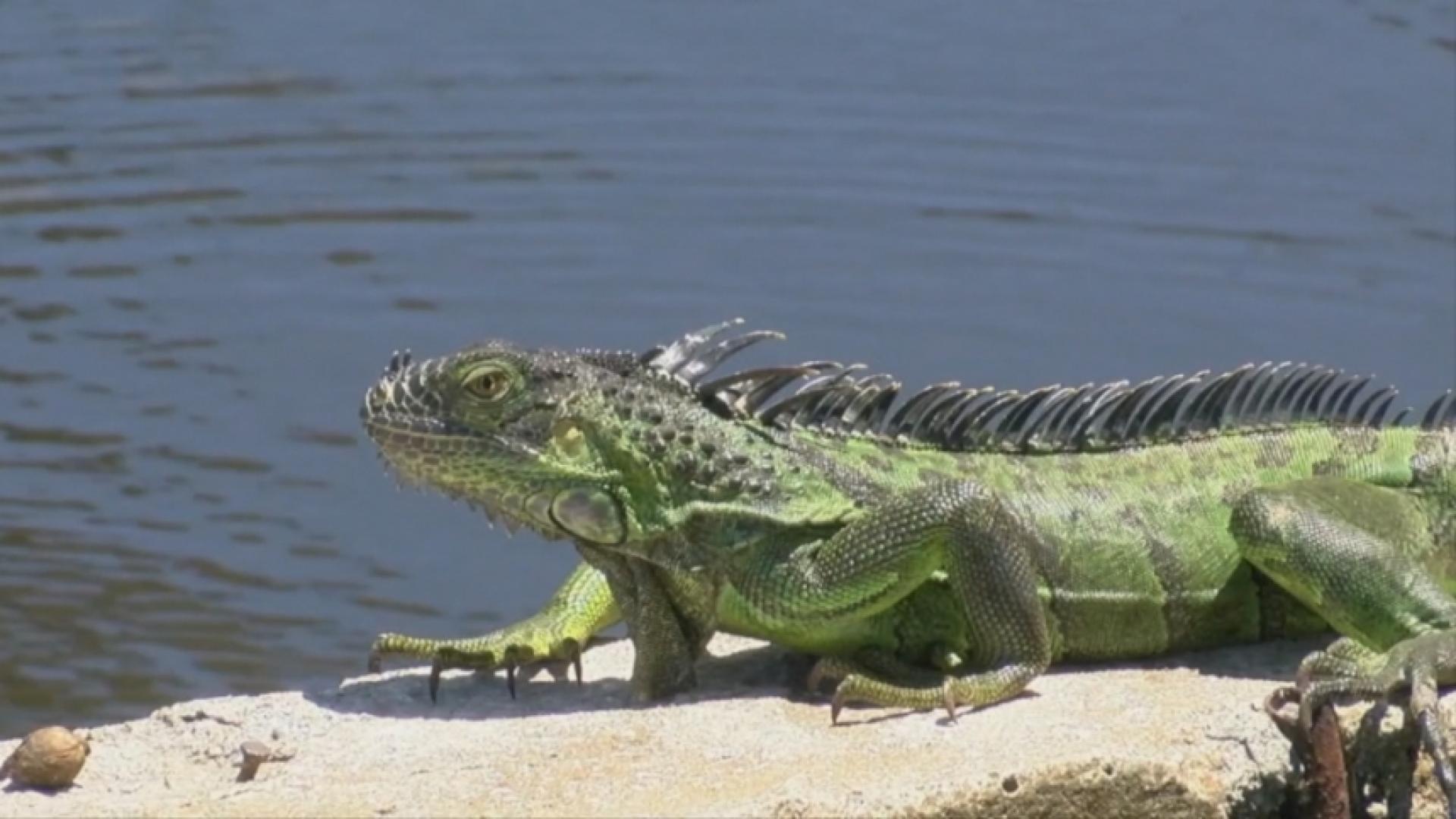 Iguana explosion: lizards invade south Florida - WNKY News 40 Television