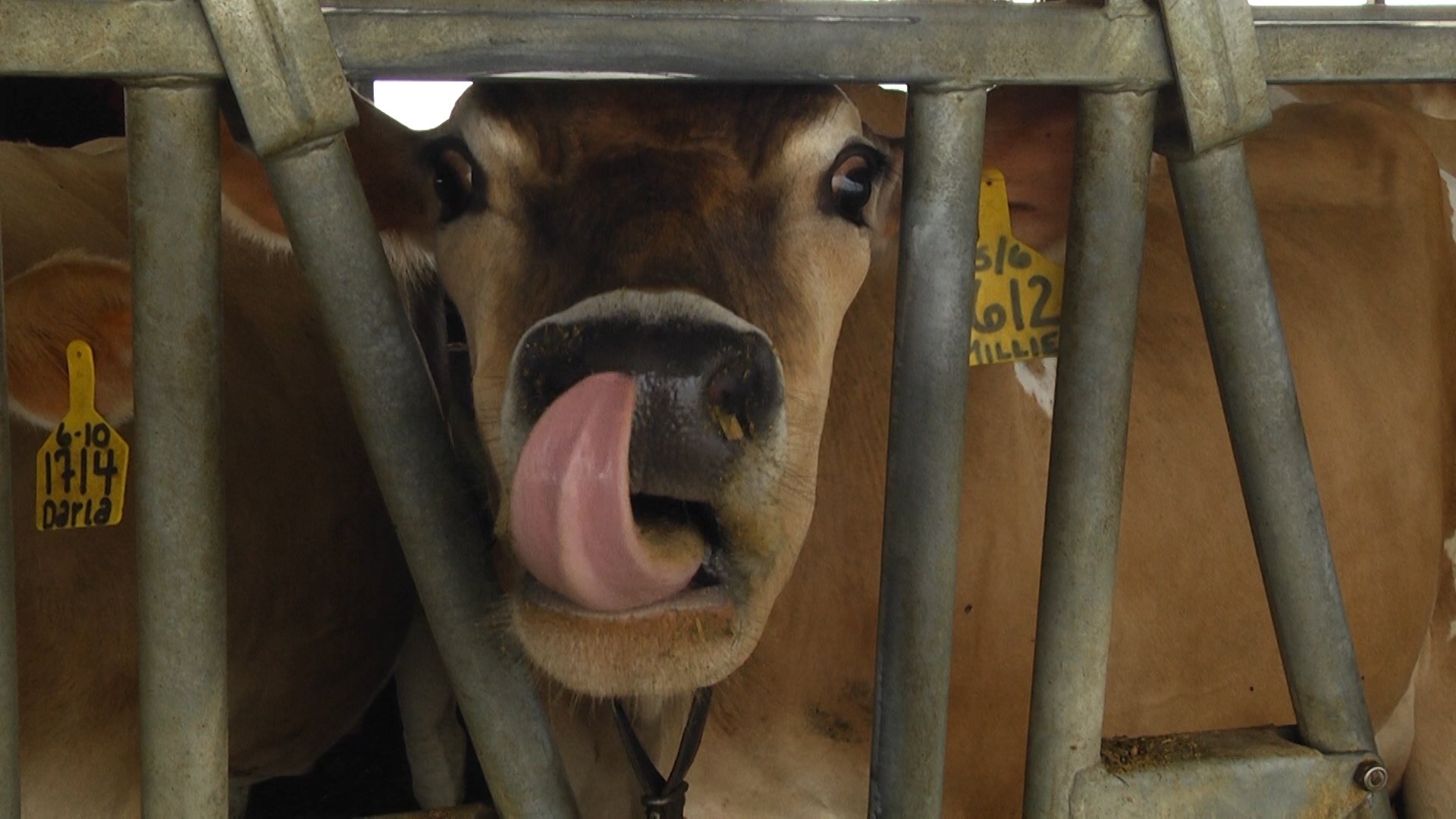 Local dairy farm works to create happy cows - WNKY News 40 Television