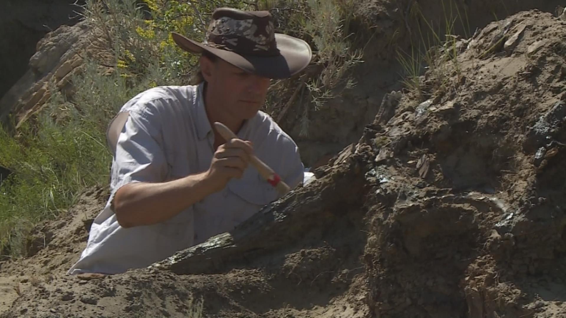 Bone Anza Dinosaur Dig Reveals Prehistoric Fossils Wnky News 40 Television