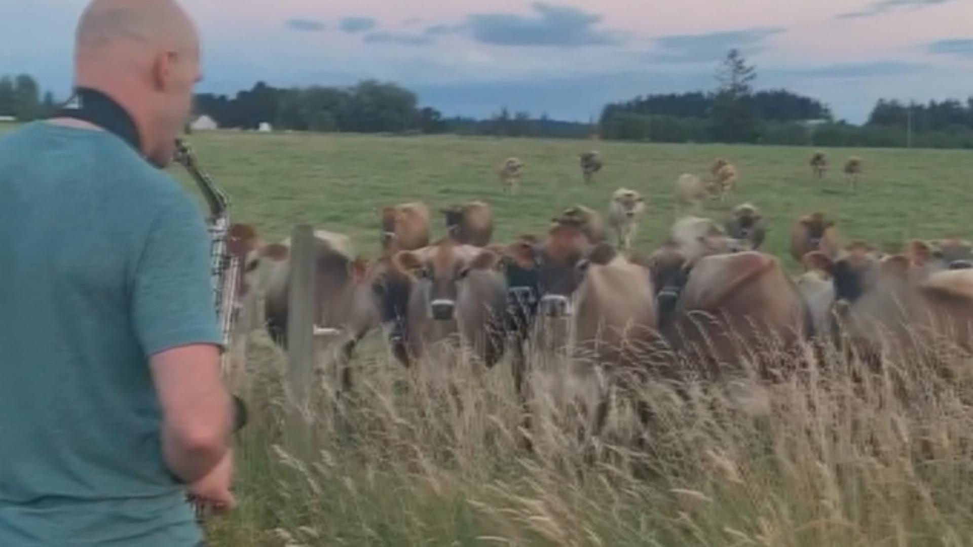 Beautiful mooo-sic? - sax player serenades cattle - WNKY News 40 Television