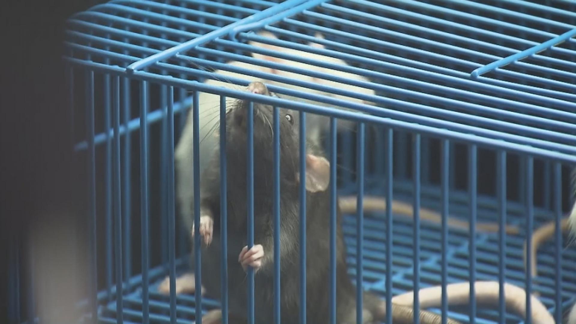 Hundreds of rats removed from North Carolina home - WNKY News 40 Television