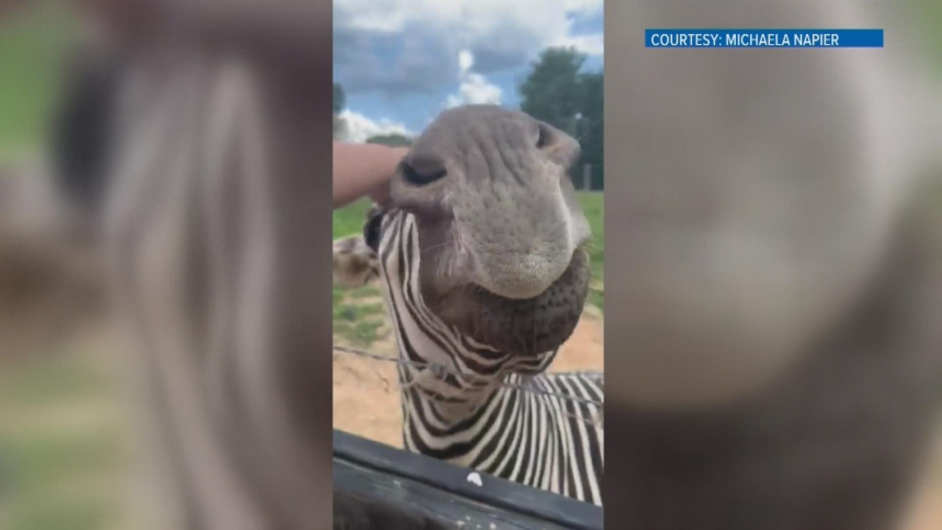 "This Is How I'm Going To Die!" - Zebra bites selfie taker - WNKY News ...