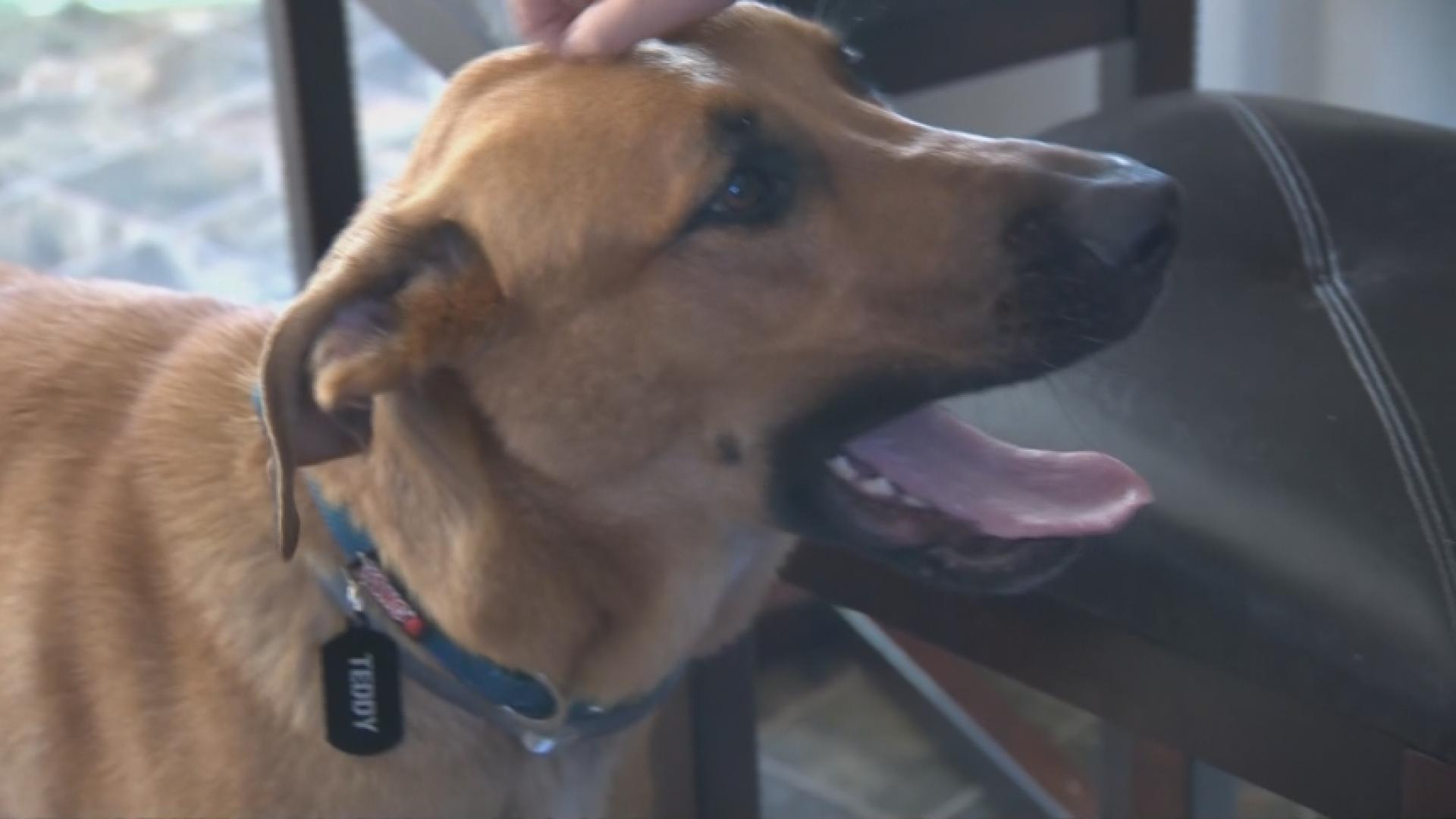 Stranger returns long lost dog - WNKY News 40 Television