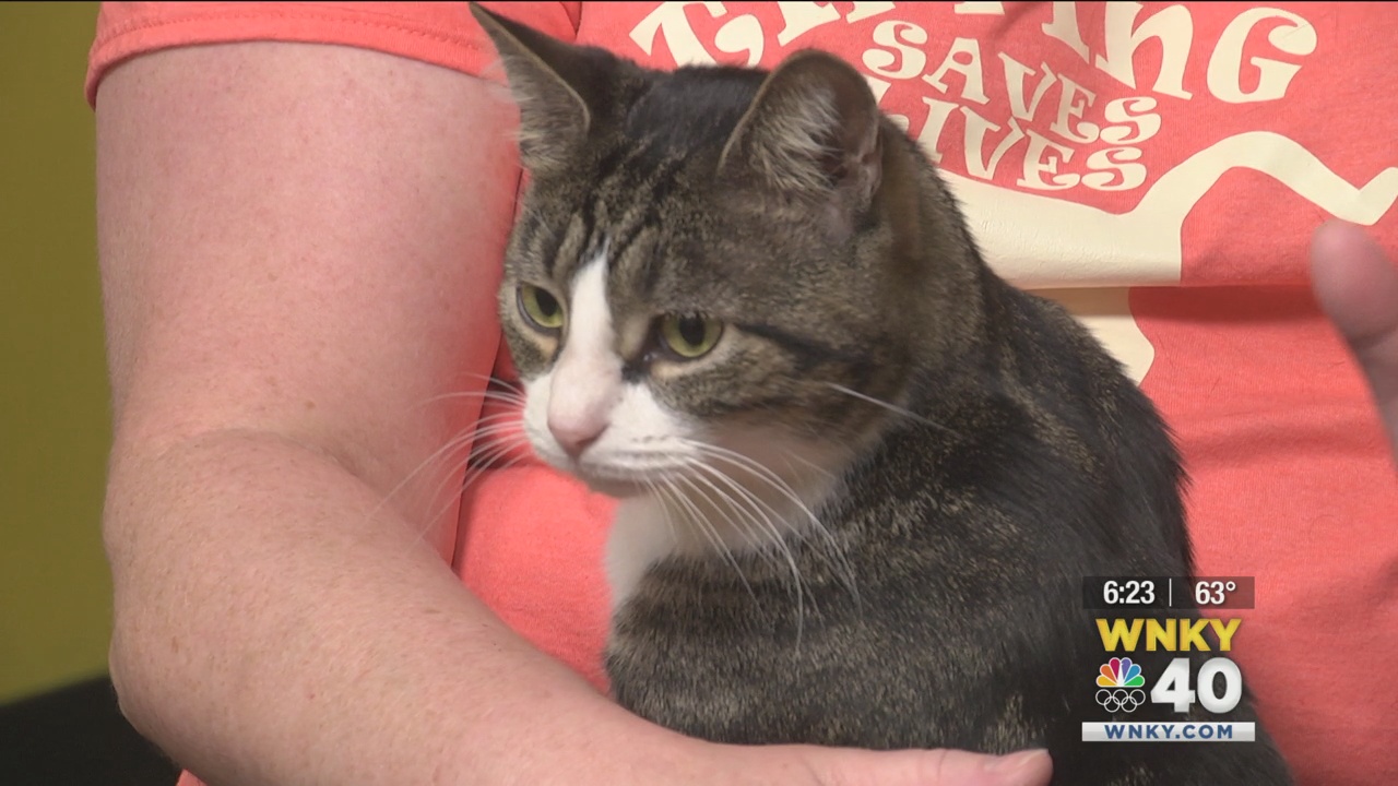 Meet Buddy Cat! - WNKY News 40 Television