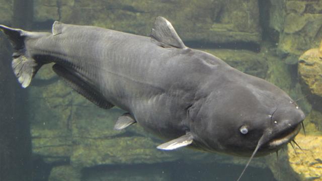 West Virginia donates 15,000 blue catfish for Kentucky River - WNKY ...