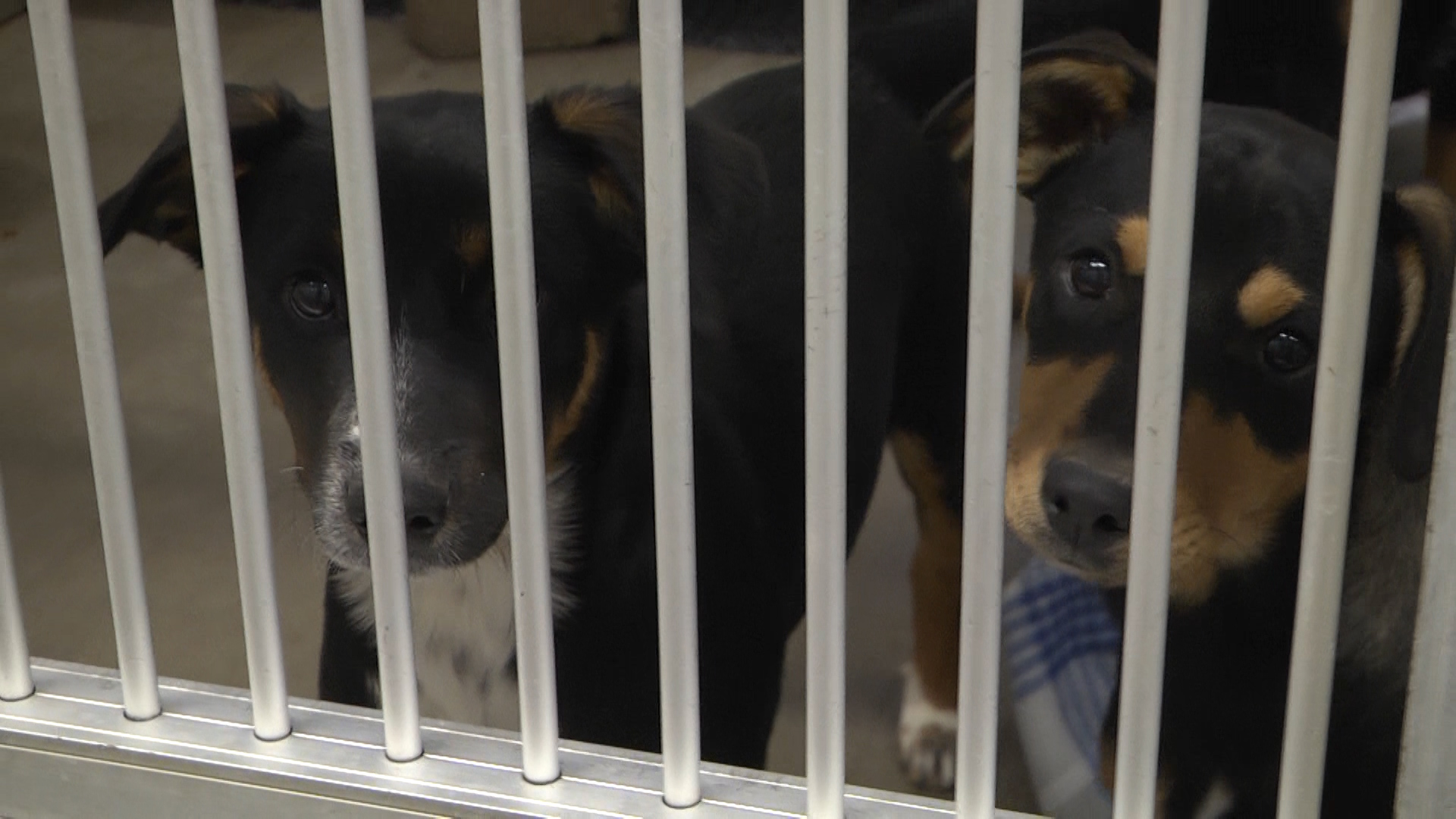 Empty the Shelters coming up this Saturday - WNKY News 40 Television