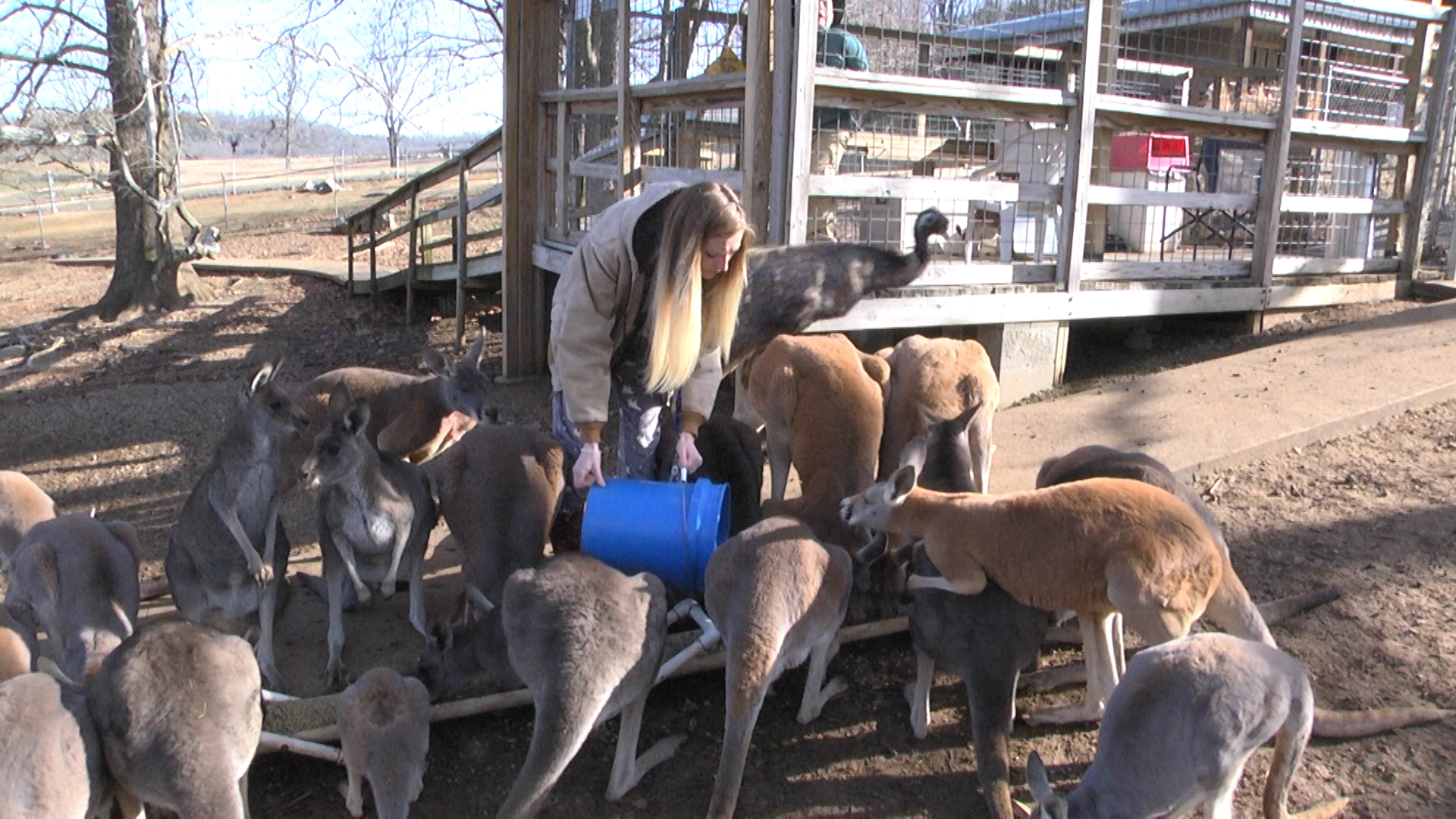 Zookeepers care for animals on holidays - WNKY News 40 Television