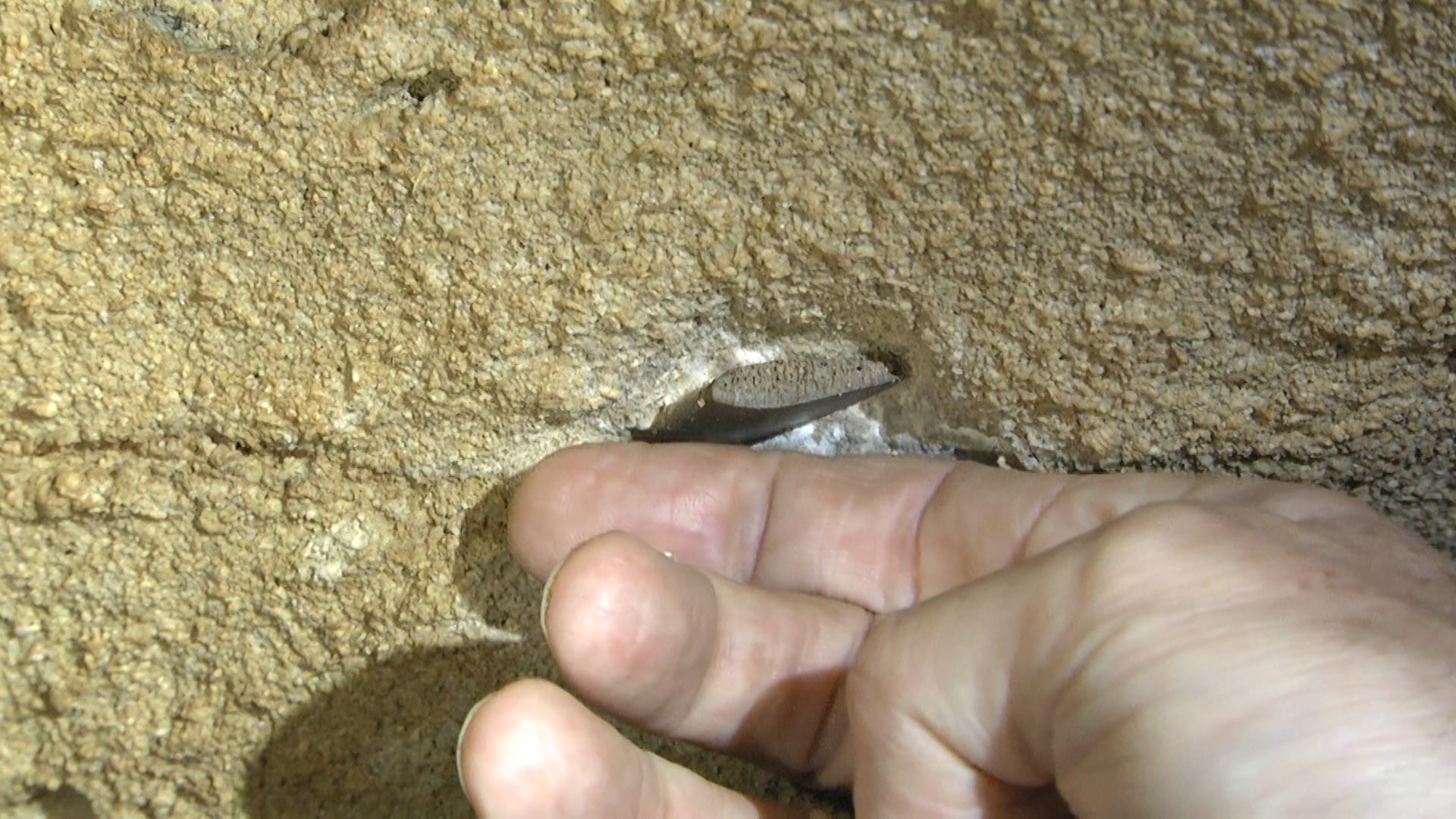 Two new shark species at Mammoth Cave National Park - WNKY News 40 ...