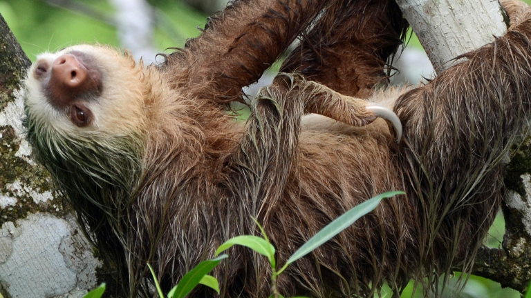 Sloth exhibit to open when Louisville Zoo reopens - WNKY News 40 Television
