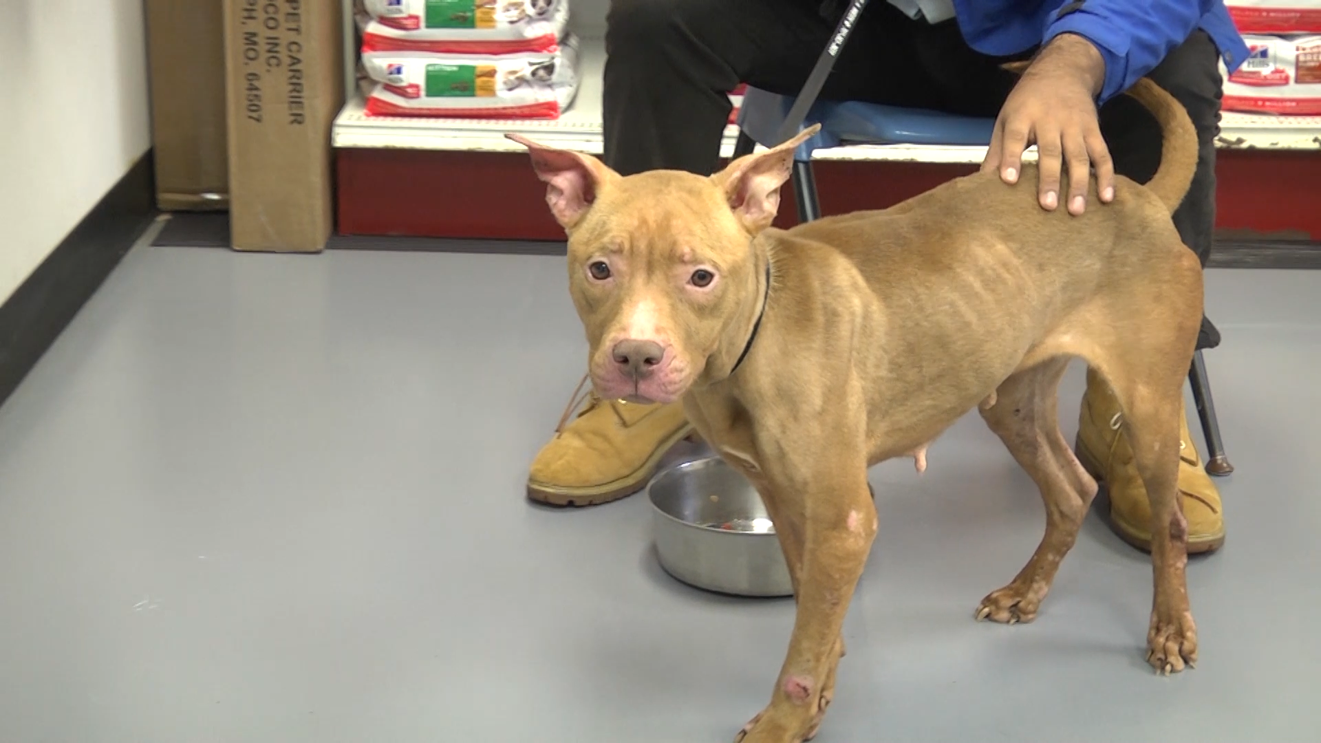 Pet of the Day - Doe - WNKY News 40 Television
