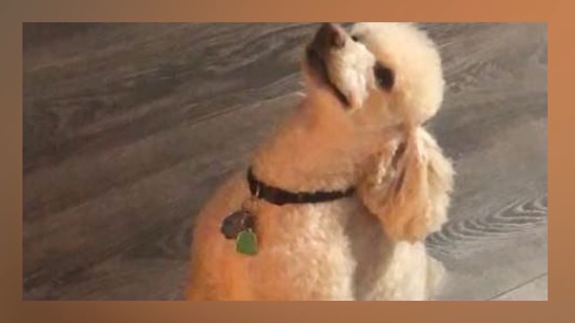 Kentucky woman seeks justice after dog burned alive - WNKY News 40 ...