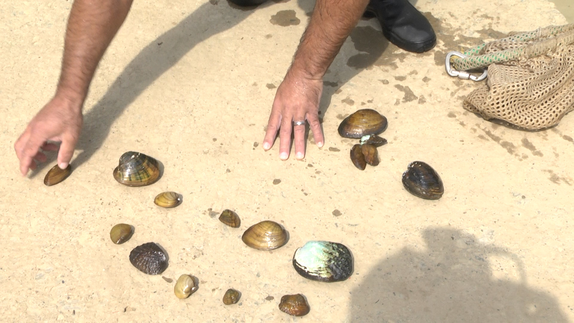 Divers relocate mussels at the Green River Ferry - WNKY News 40 Television
