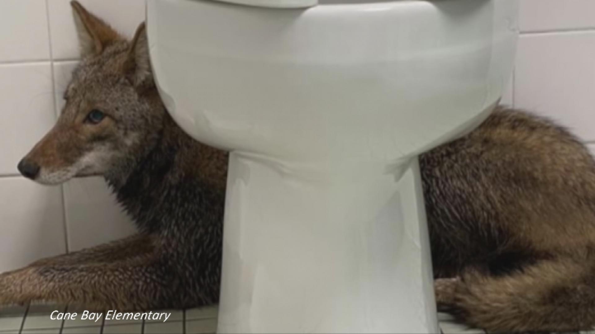 Coyote Captured In Elementary School Bathroom - WNKY News 40 Television