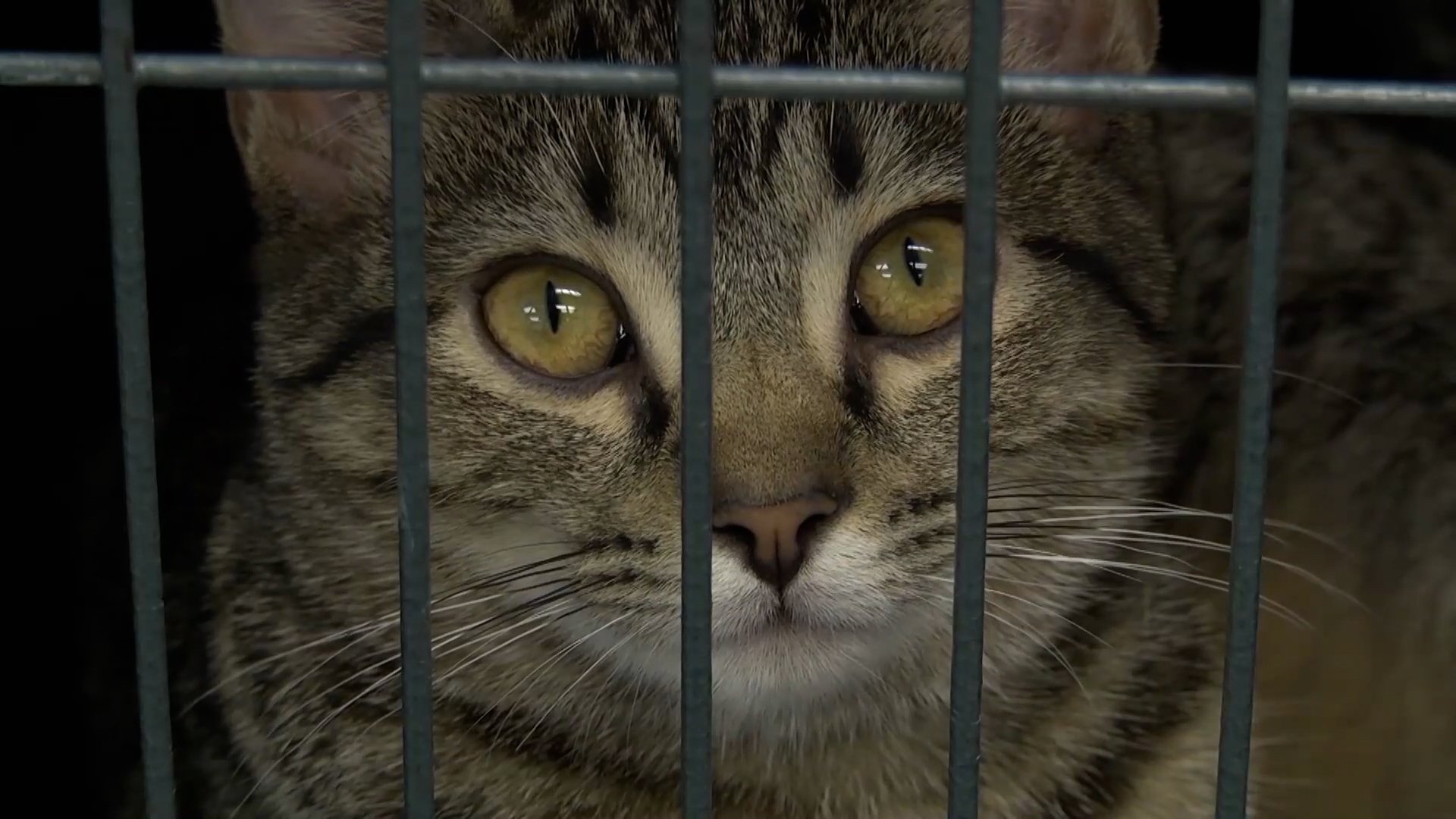 Take care of pets and other animals during inclement weather - WNKY ...